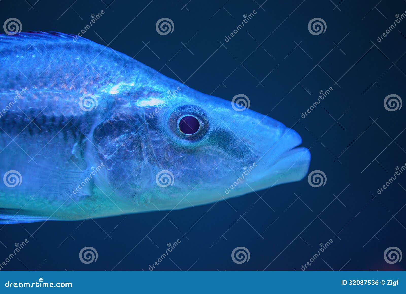 Blue fish stock photo. Image of orange, beautiful, blue - 32087536