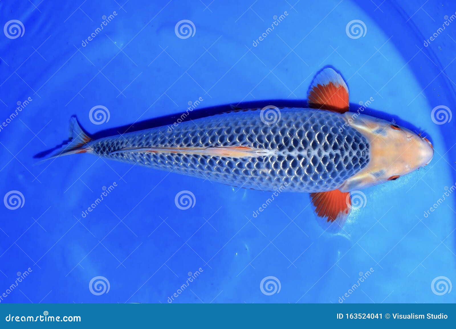 A Blue Fish is Swimming in a Container Stock Image - Image of mammal ...