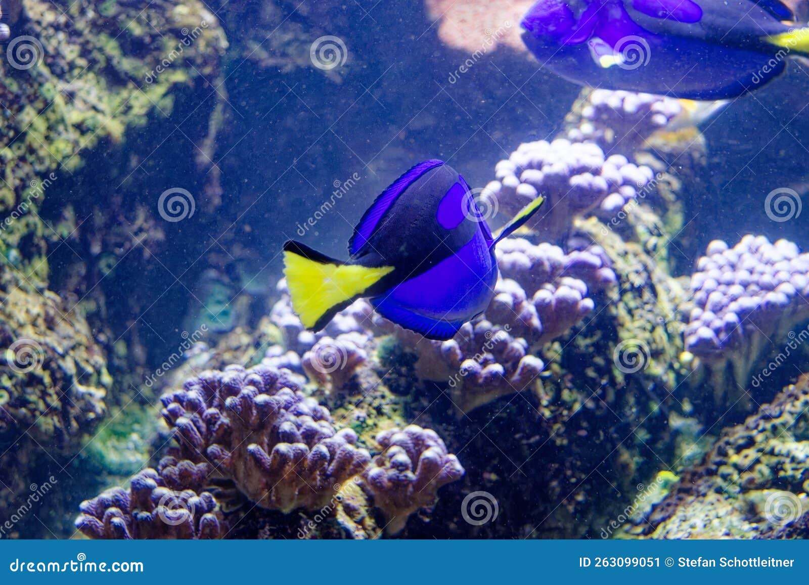 A blue fish in a fish tank stock image. Image of ridge - 263099051