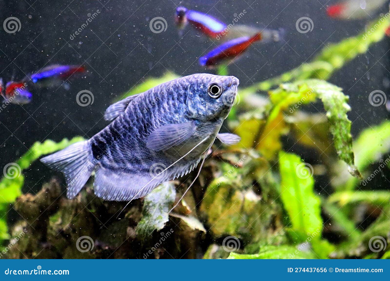 Blue Fish Trichogaster Trichopterus in the Aquarium Stock Photo - Image ...
