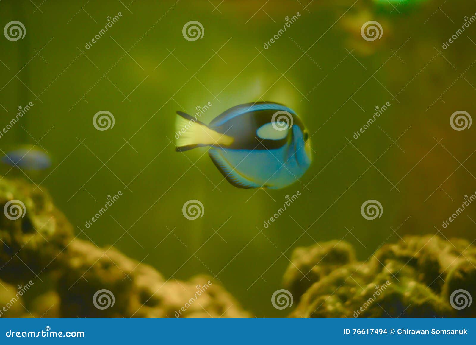 Blue fish in water. stock photo. Image of aqua, ocean - 76617494
