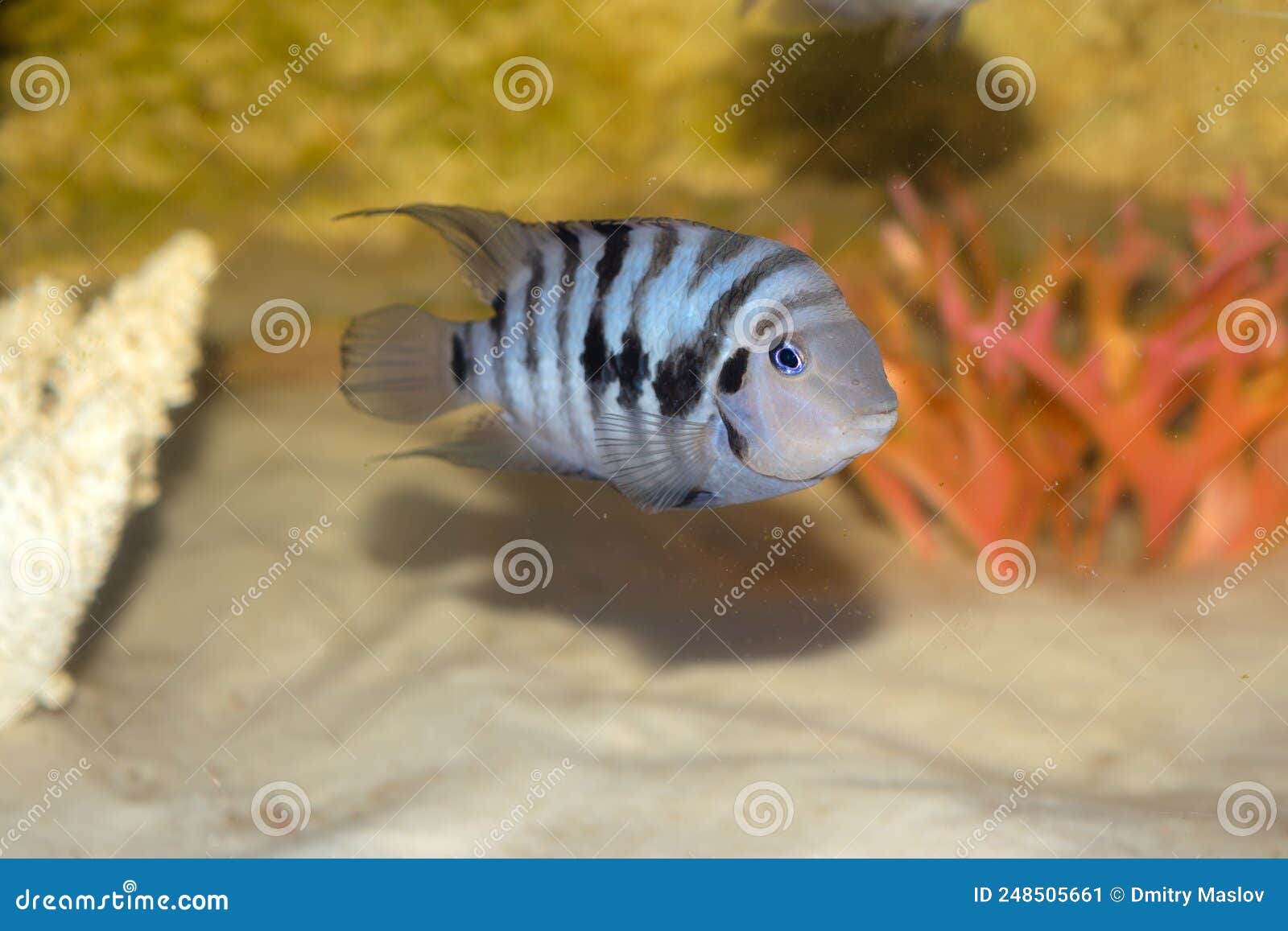 Blue fish in water stock image. Image of nature, macro - 248505661