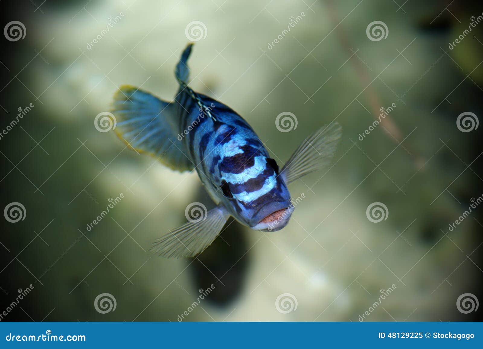 Blue Fish stock image. Image of nature, eyes, fish, swim - 48129225