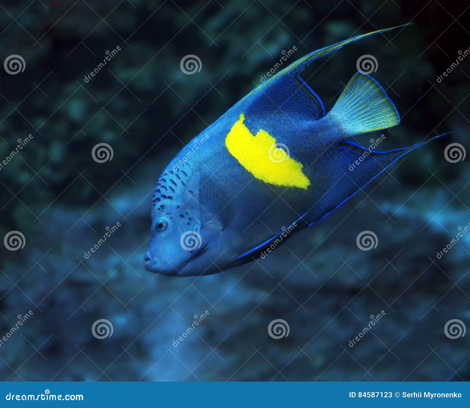 Yellow Spot Rabbitfish Siganus Guttatus - Tropical Sea Fish Stock Photo ...