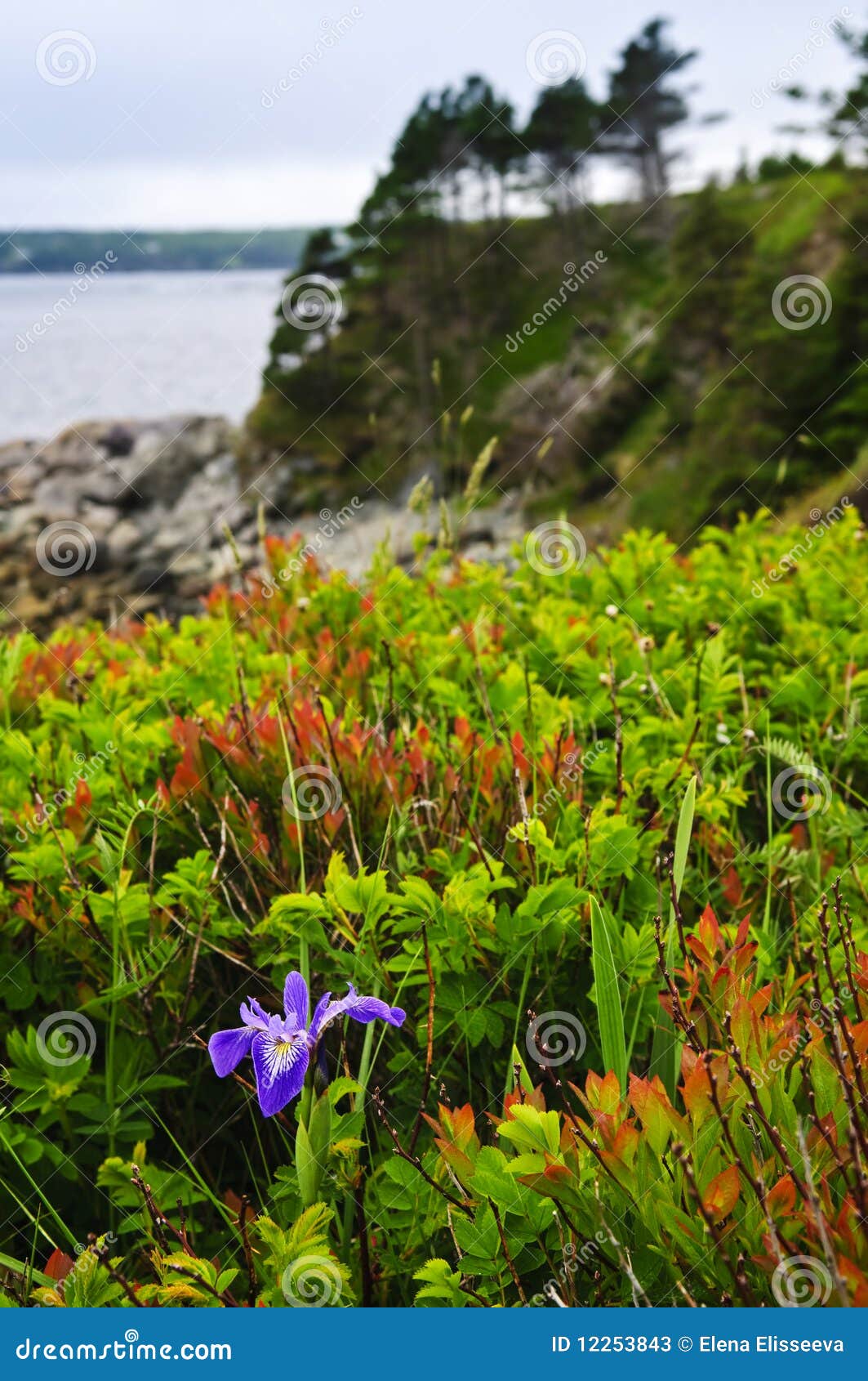 Blue Flag Iris Flower at Atlantic Coast Stock Image - Image of ...