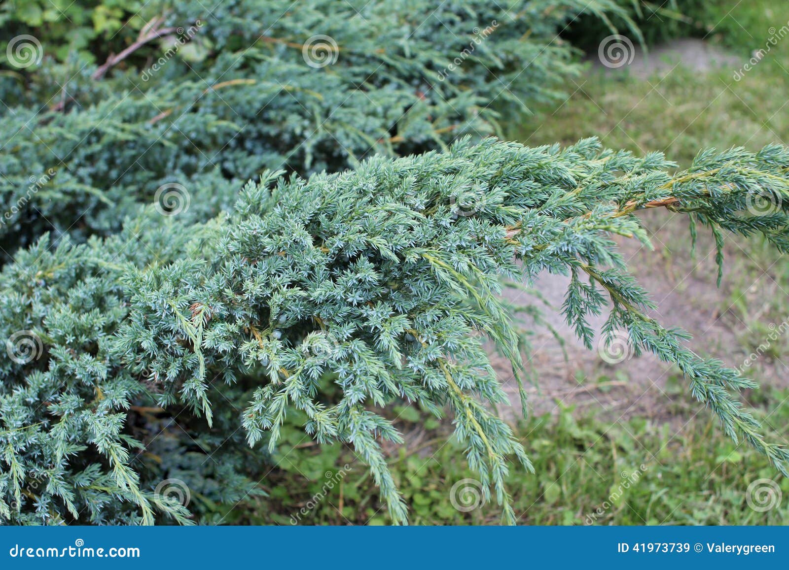 Blue Flaky Juniper Squamata Stock Image - Image of garden, plant: 41973739