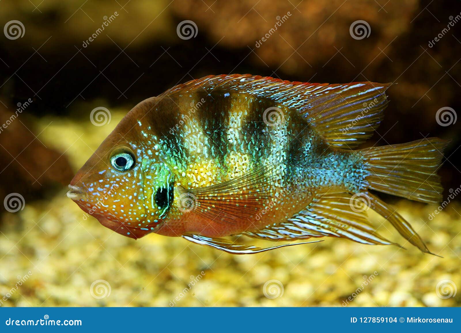 Blue Flash Cichlid Aquarium Fish Thorichthys Aureus Stock Photo - Image ...