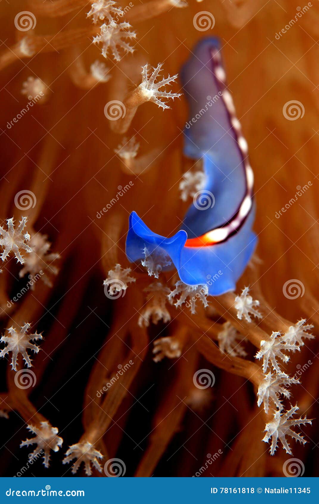 Blue Flat Worm on a Soft Coral Stock Photo - Image of scuba, fishes ...