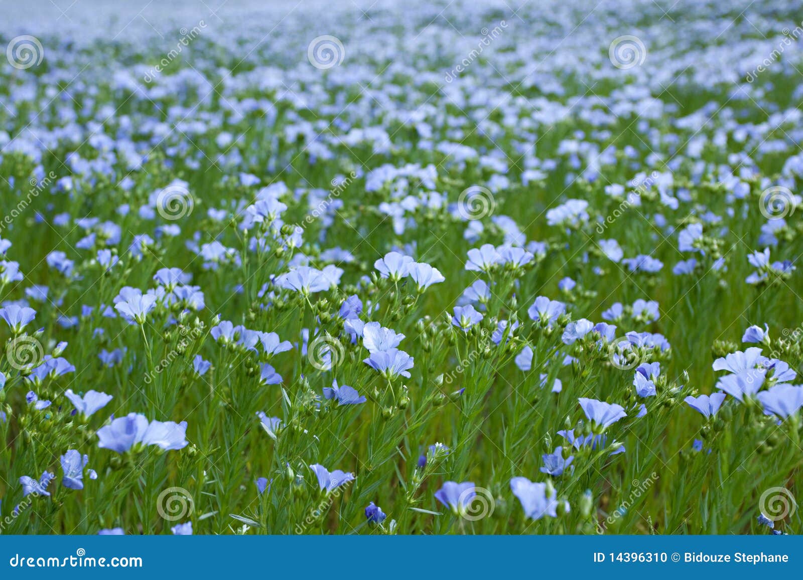 Blue flax field stock photo. Image of seed, garden, pasture - 14396310