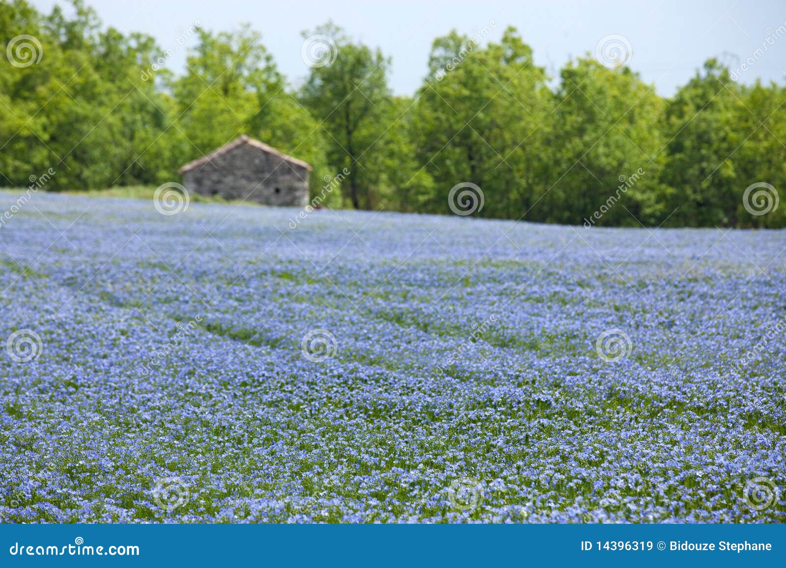 Blue flax field stock image. Image of plant, flower, farm - 14396319