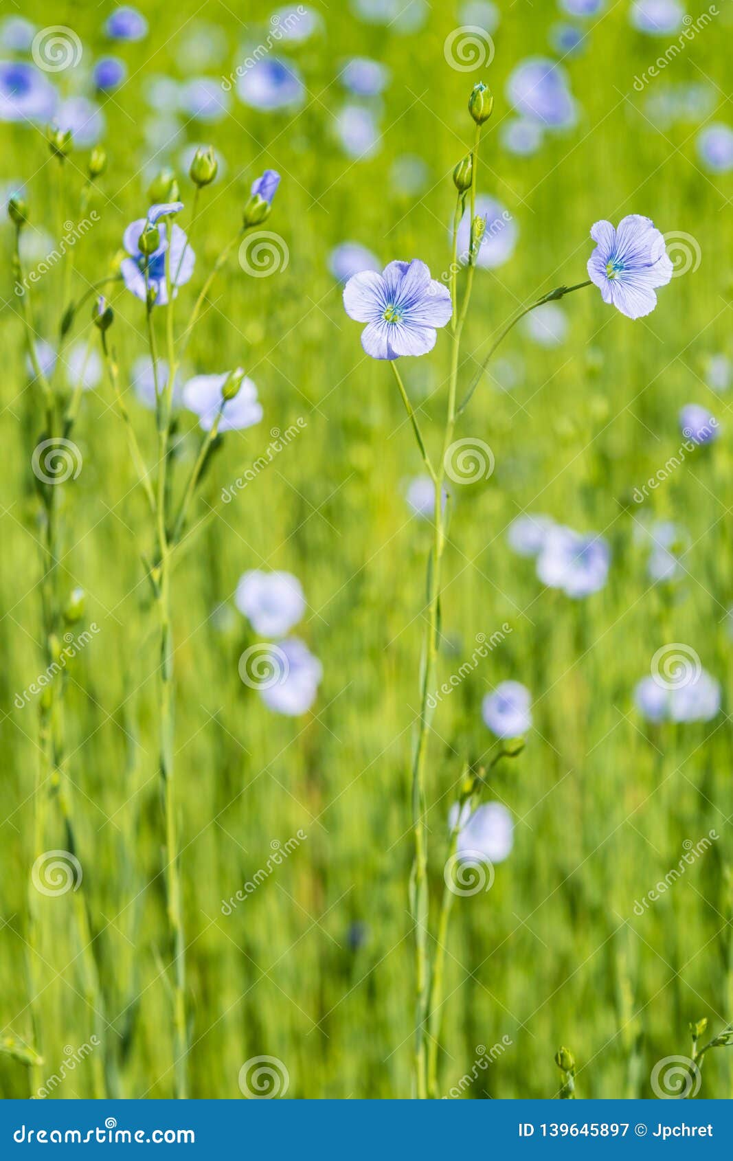 Blue Flax Field at Spring Shallow Depth of Field Stock Image - Image of ...