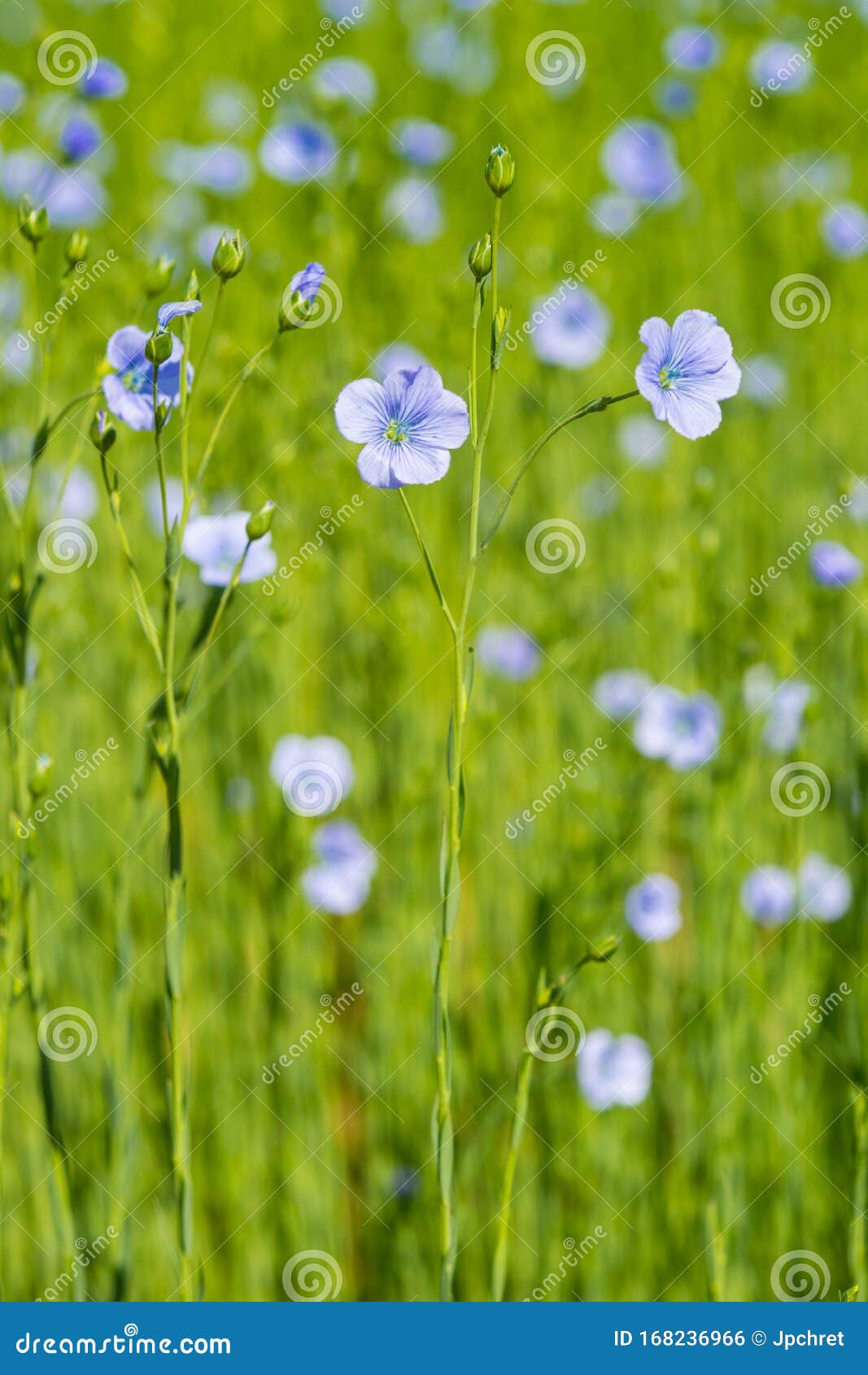 Blue Flax Field Closeup at Spring Shallow Depth of Field Stock Photo ...