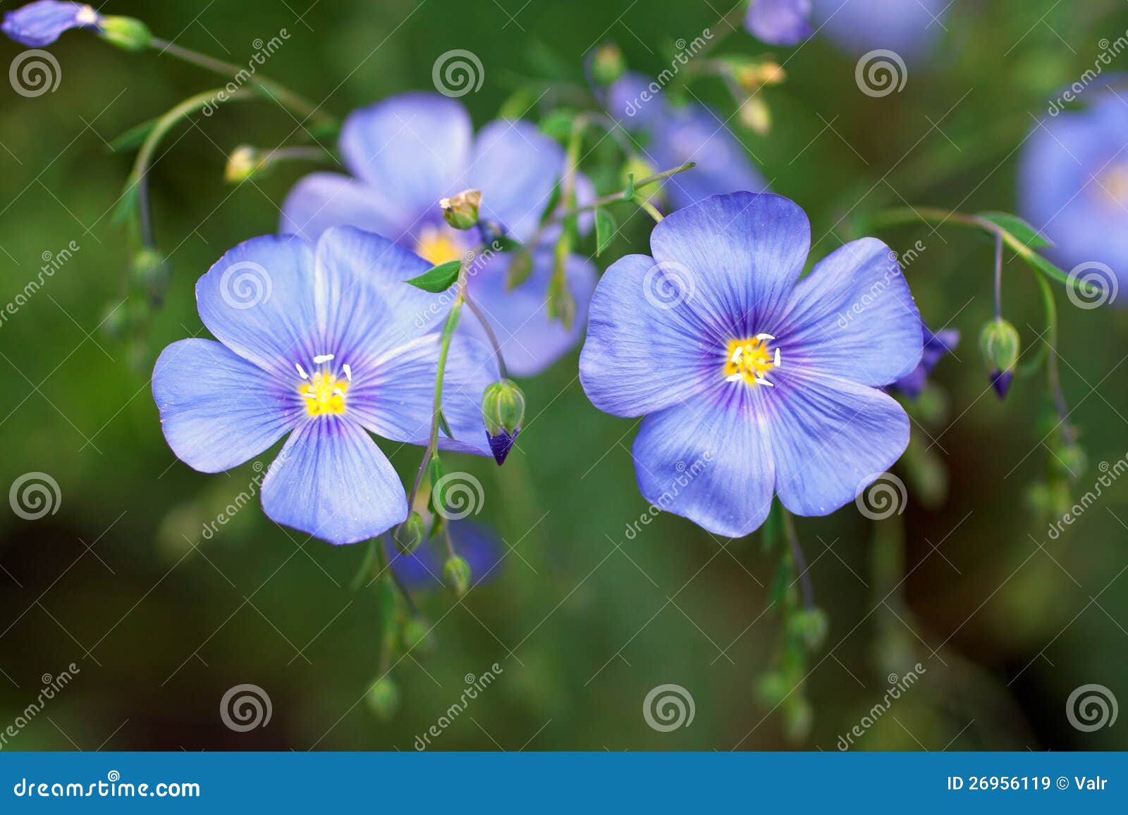 Blue flax flower stock image. Image of meadow, brown - 26956119