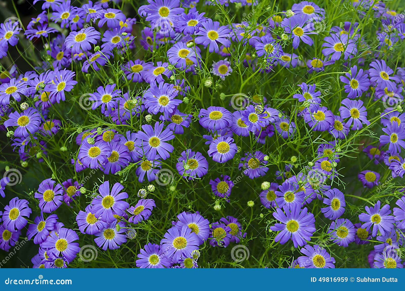 Blue Flax flower stock image. Image of flax, spring, uncultivated ...