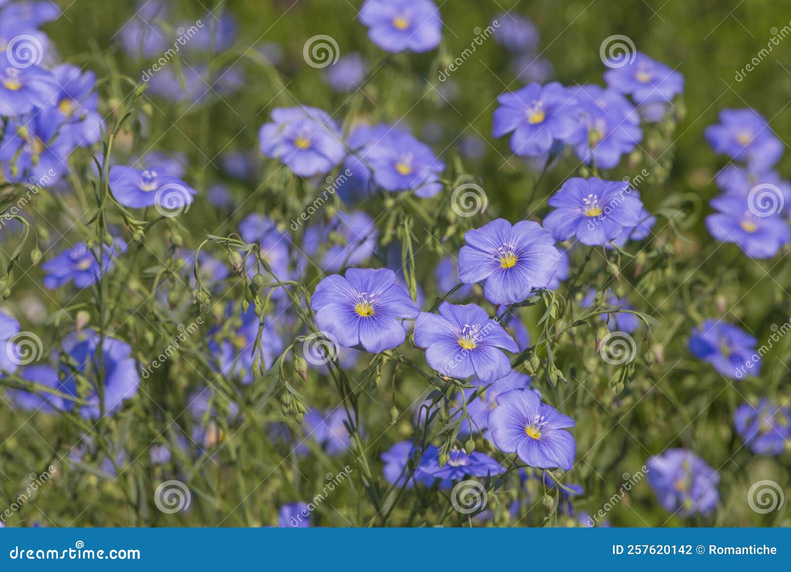 Blue Flax Flowers in a Garden at Summer Stock Photo - Image of summer ...