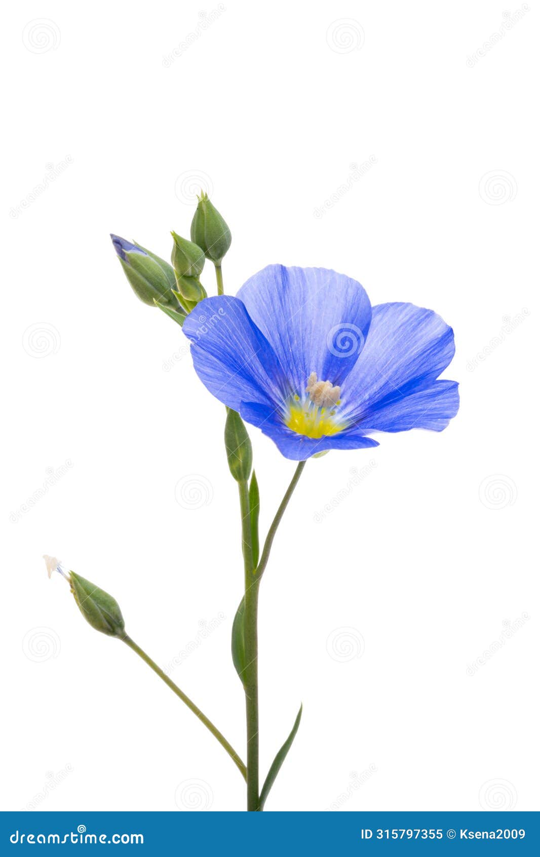 Blue flax flowers isolated stock image. Image of plant - 315797355