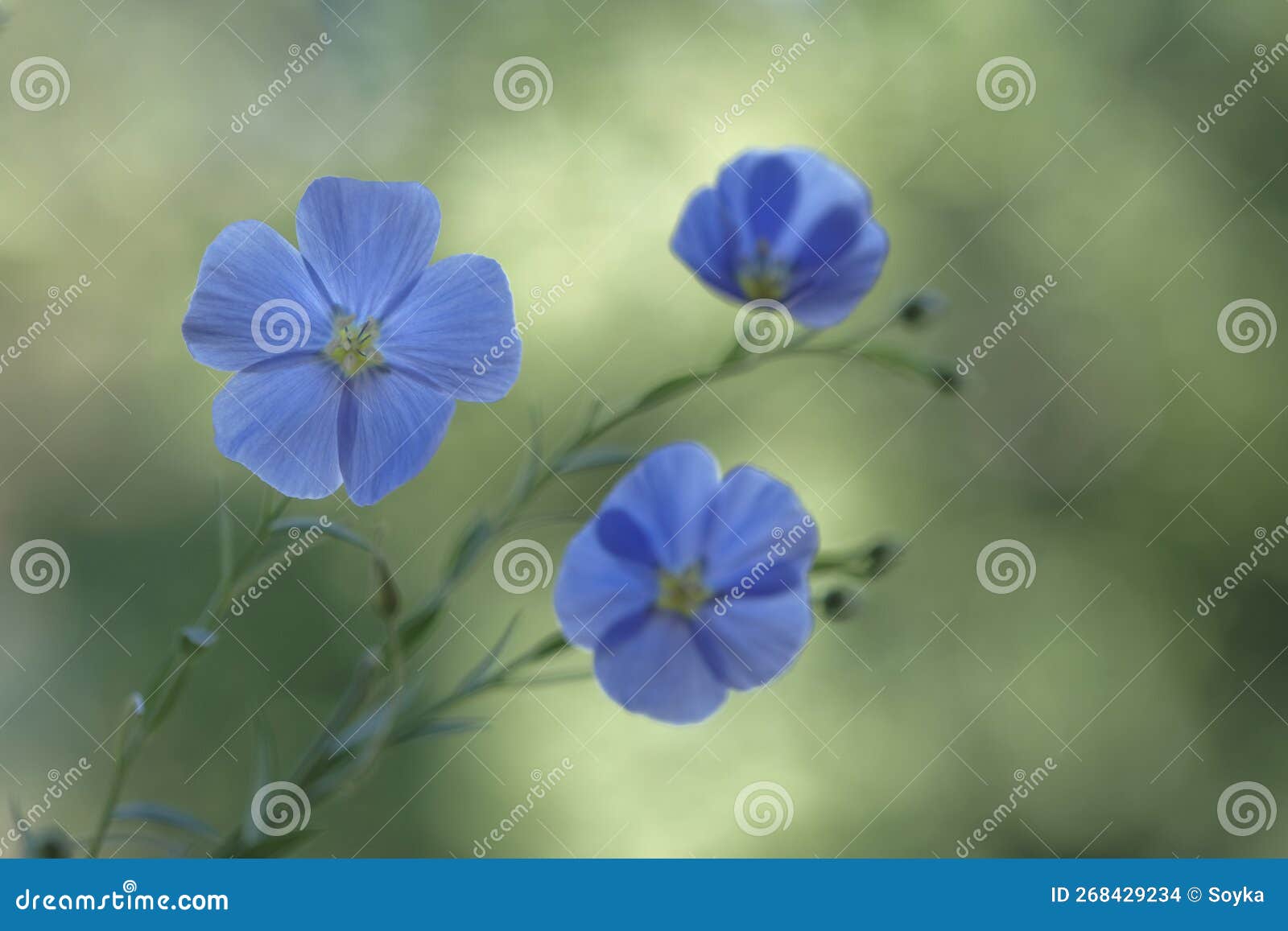 Blue Flax Flowers on Thin Green Stems Stock Photo - Image of flaxseed ...