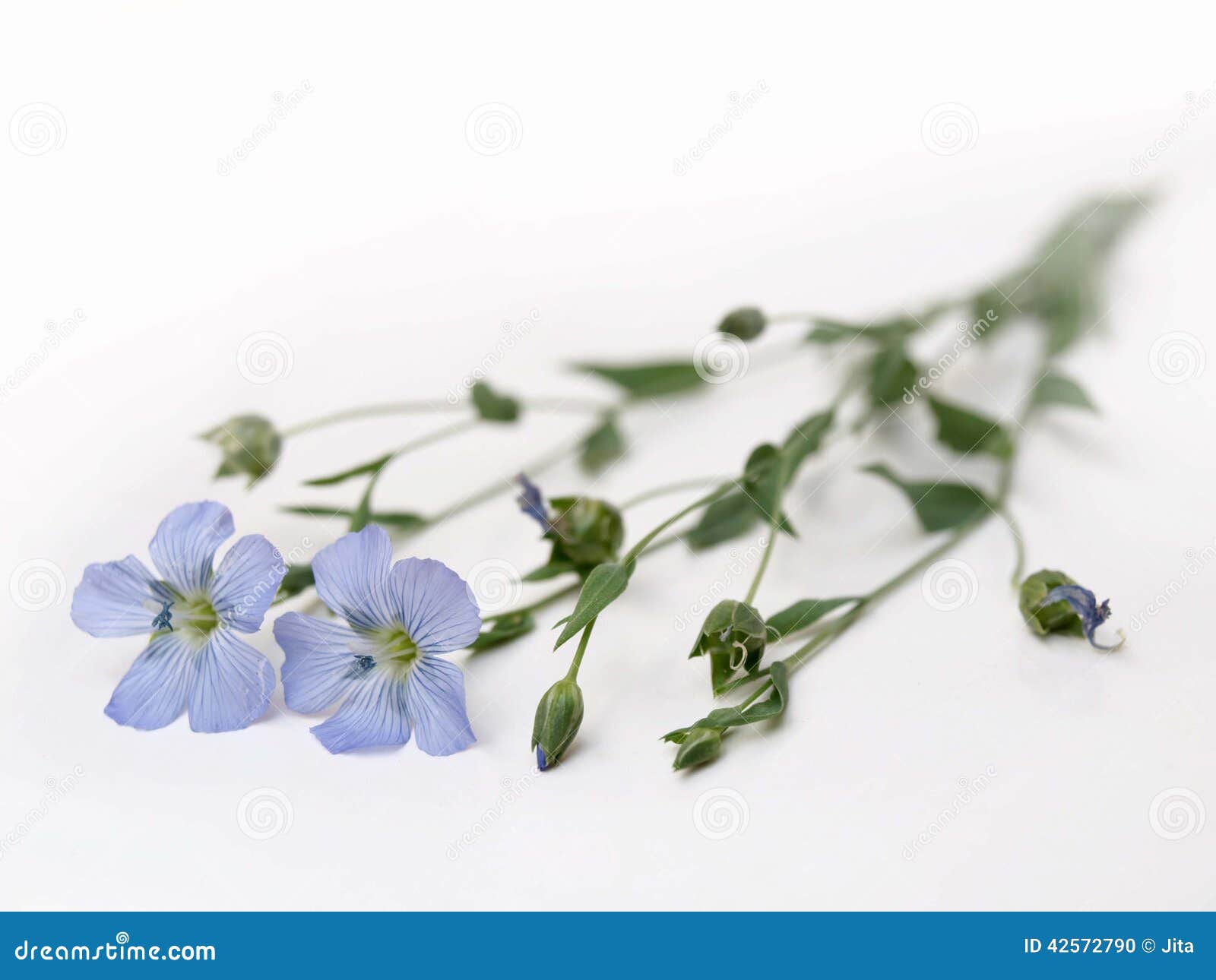 Blue flax stock photo. Image of nature, agriculture, background - 42572790