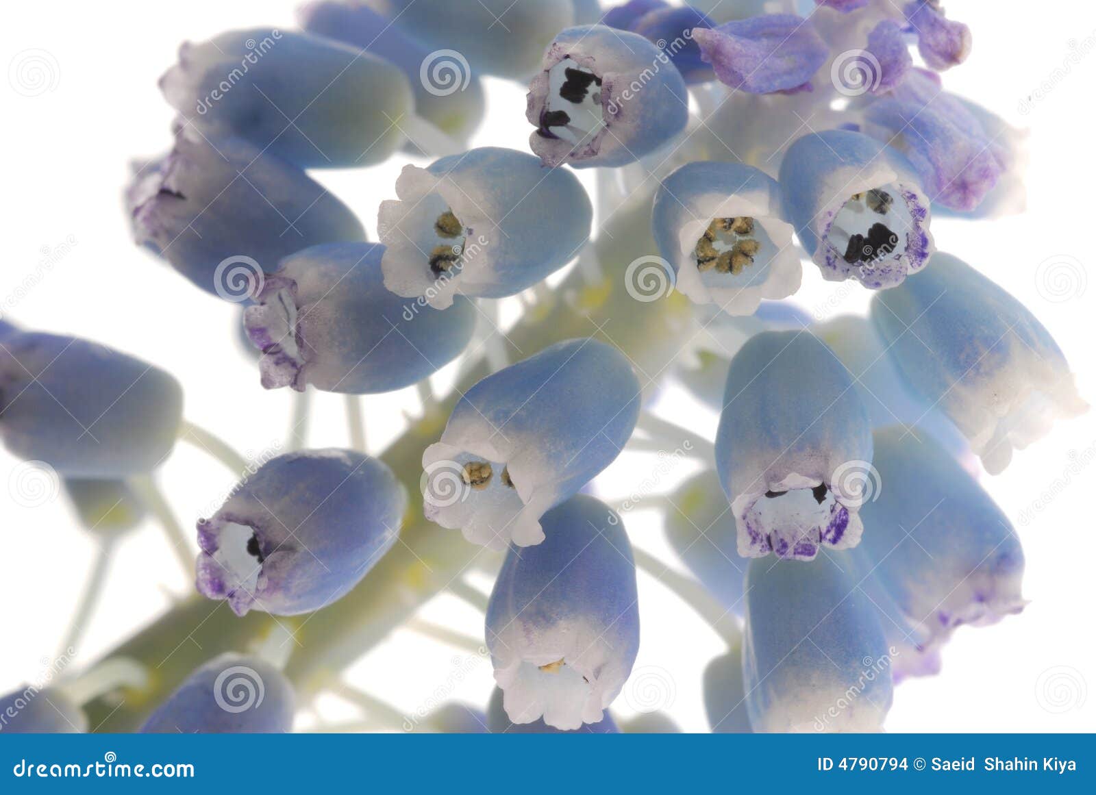 Blue floral buds stock photo. Image of spring, delicate - 4790794