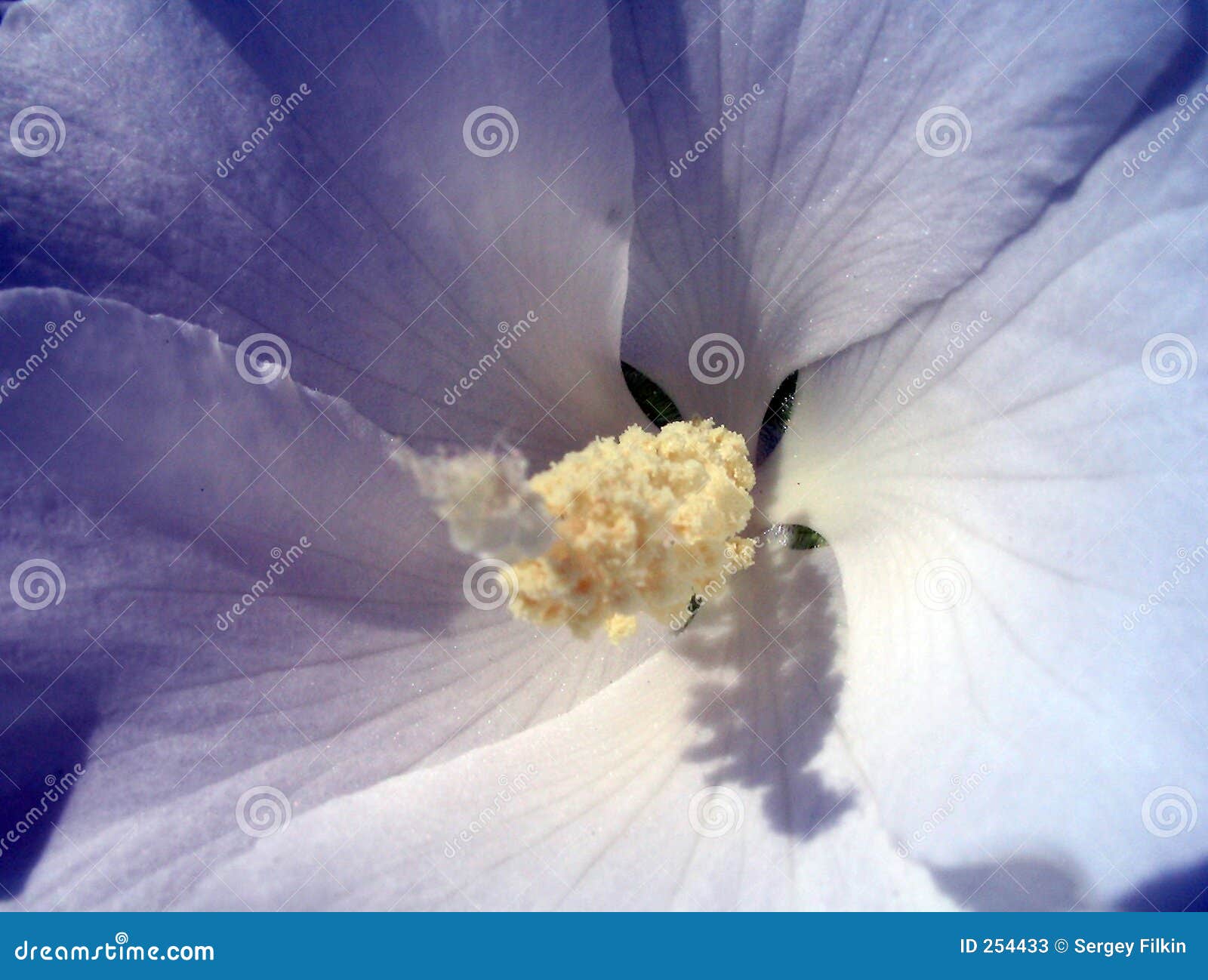 Blue flower stock image. Image of plant, velveting, spring - 254433
