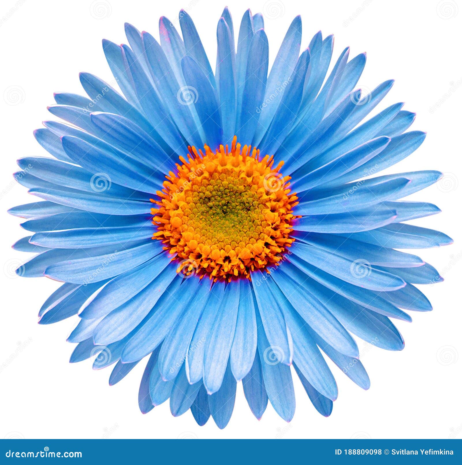 Blue Flower Aster Alpine Isolated on White Background Stock Photo ...