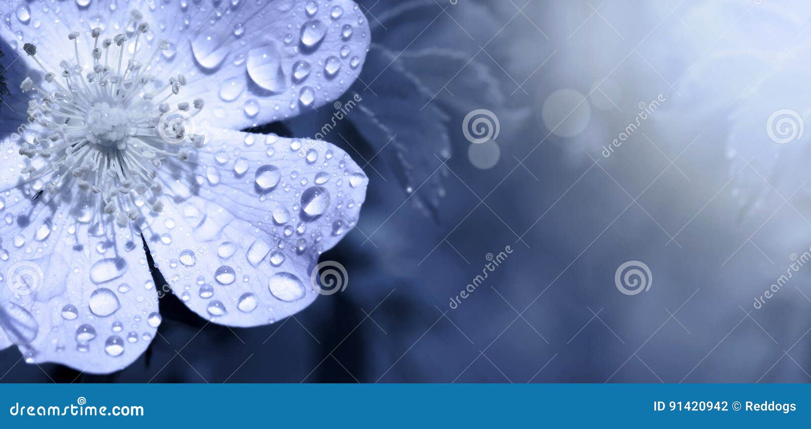 Blue flower banner stock photo. Image of card, gift, raindrop - 91420942