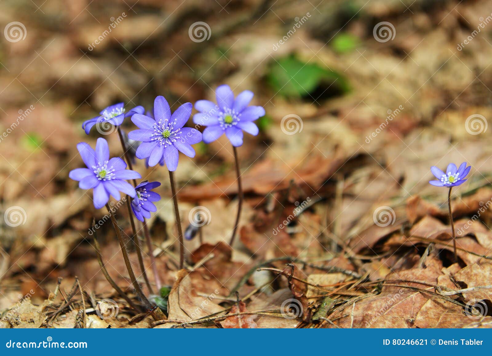 Blue flower stock image. Image of branch, spring, forest - 80246621