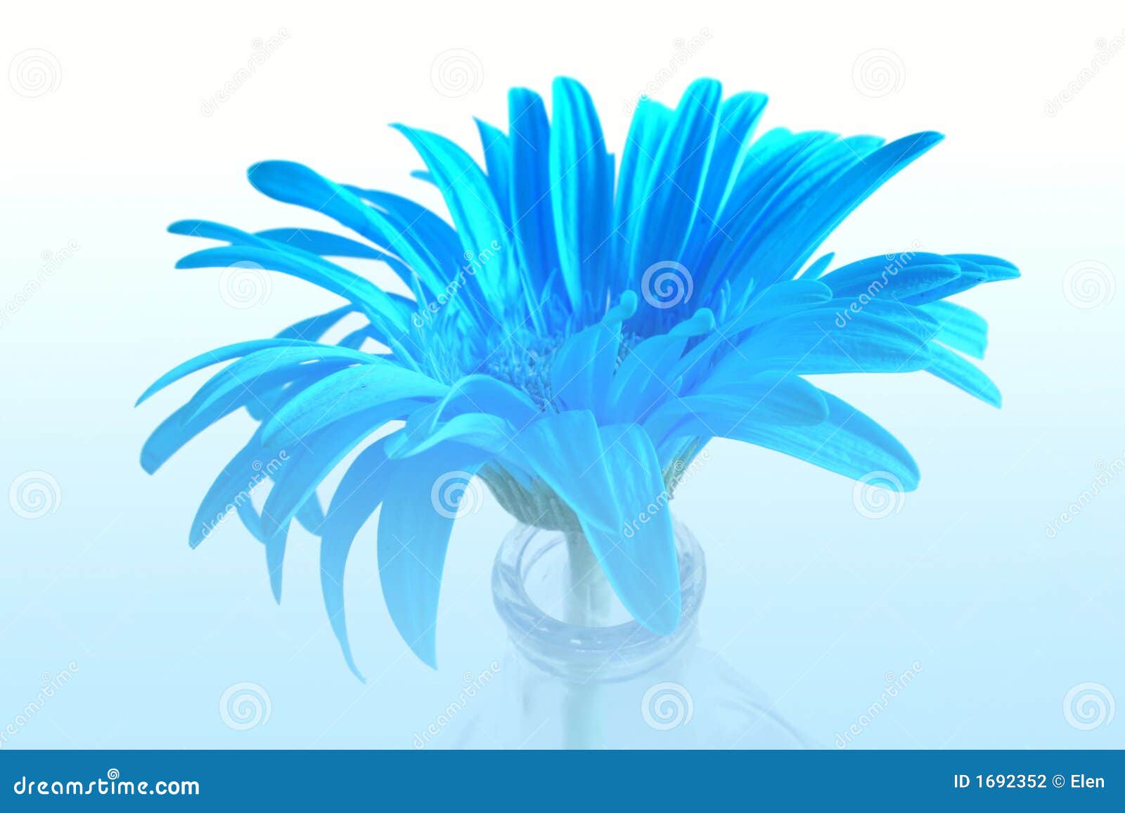 Blue Flower in blue mist stock photo. Image of nature - 1692352