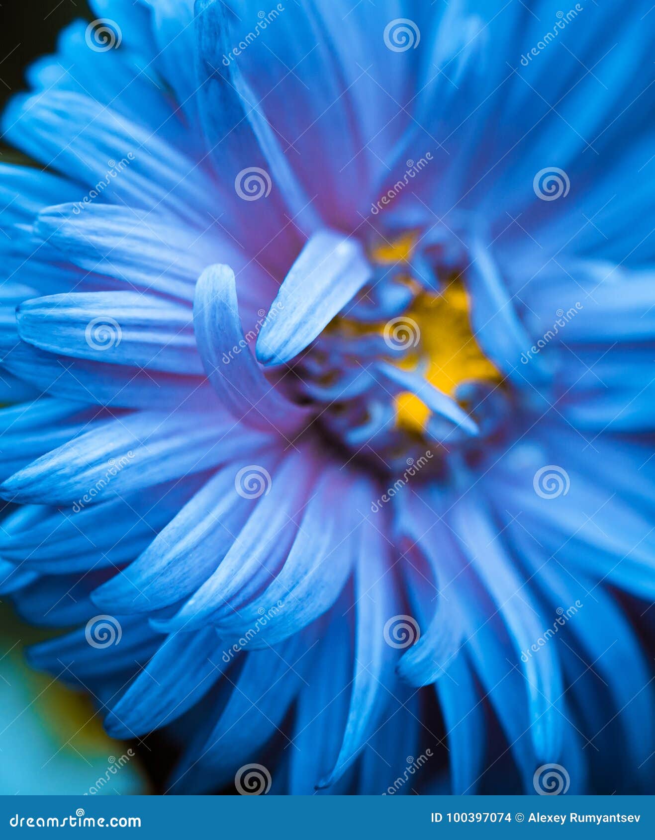 Blue flower bud stock photo. Image of sunlight, details - 100397074