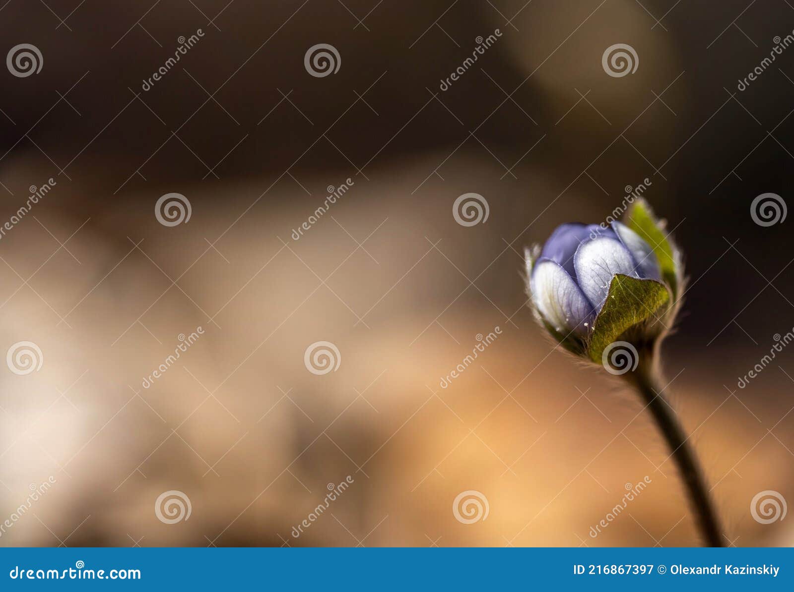 Blue Flower Bud Close Up, Spring Day Stock Image - Image of natural ...