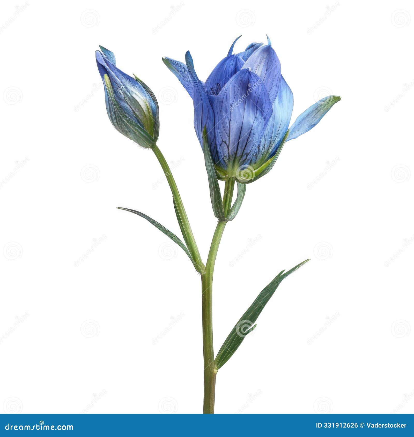 Blue Flower Bud and Stem on a White Background Stock Illustration ...