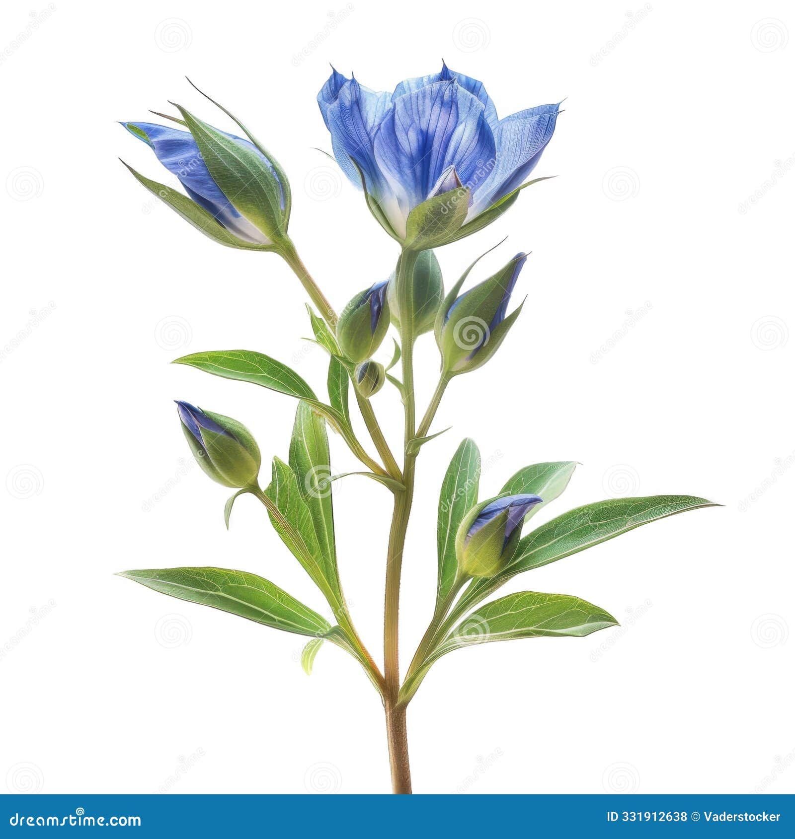 Blue Flower And Budding Stem With Green Leaves Stock Photo ...
