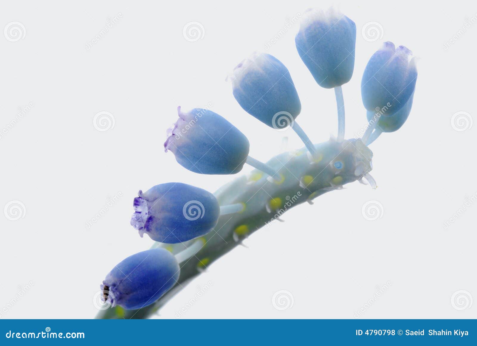 Blue flower buds stock photo. Image of blossoming, budding - 4790798