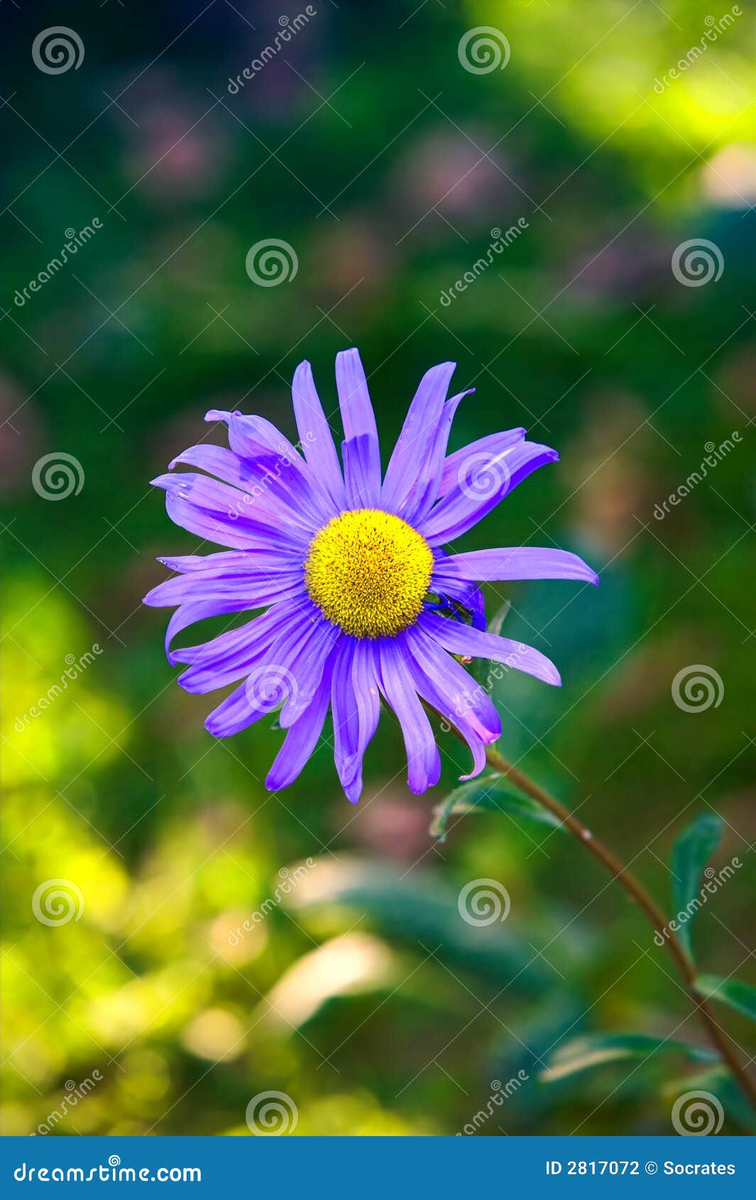 Blue flower - close-up stock photo. Image of creativity - 2817072