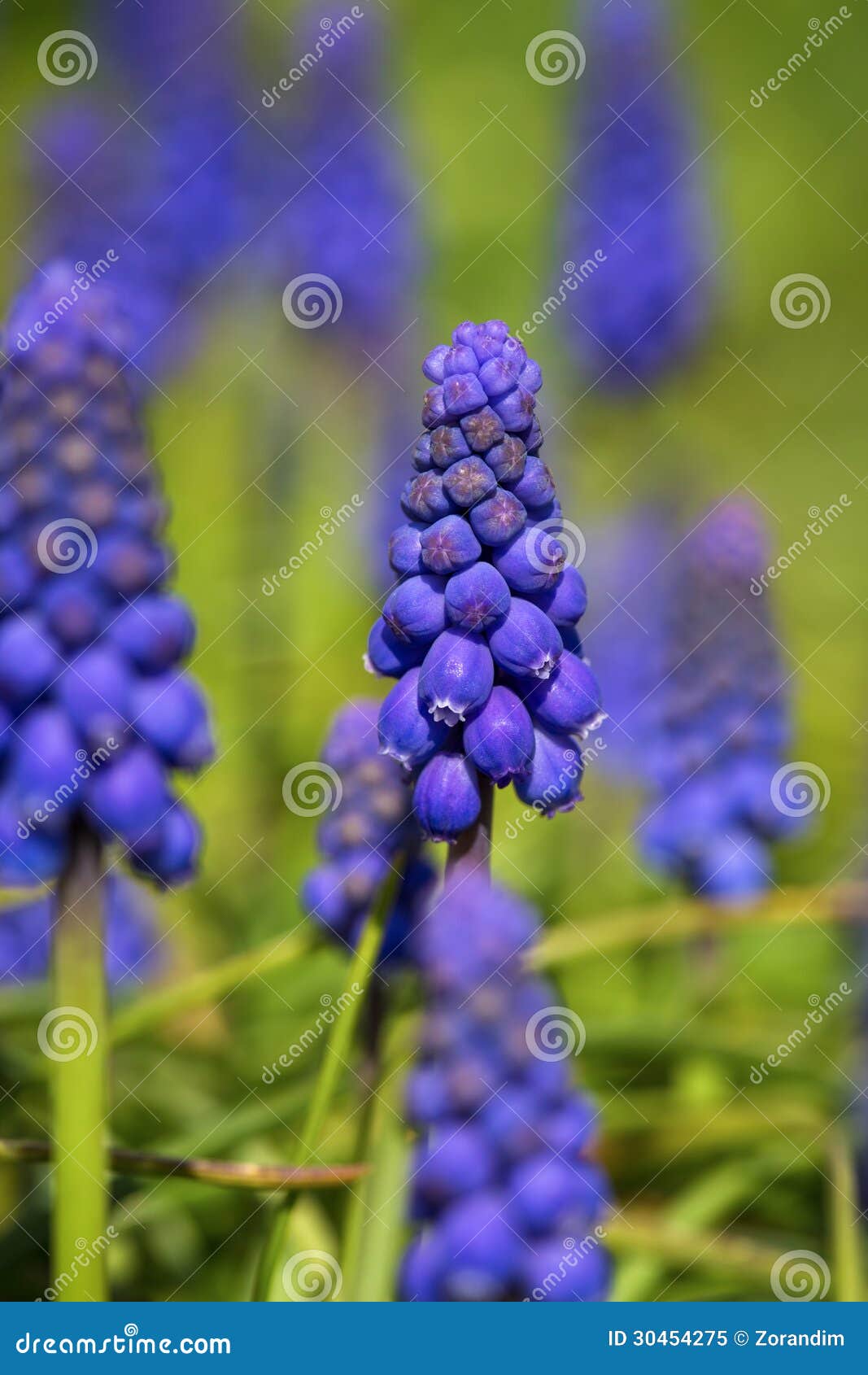 Blue flower close up stock image. Image of flower, magenta - 30454275