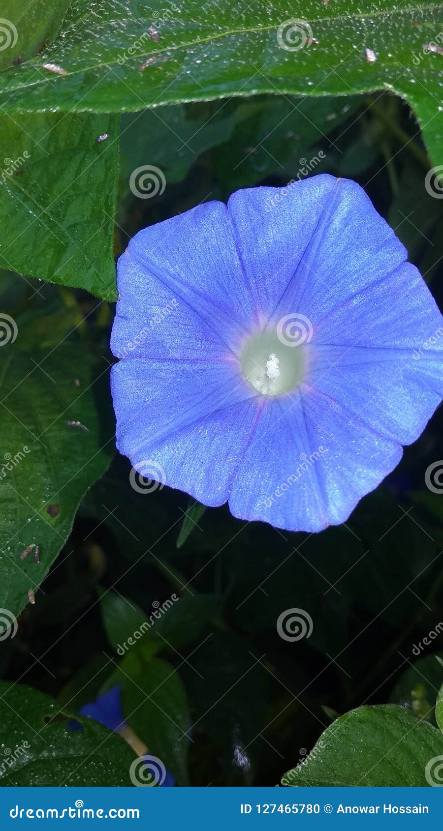 Blue flower coller stock photo. Image of coller, blue - 127465780