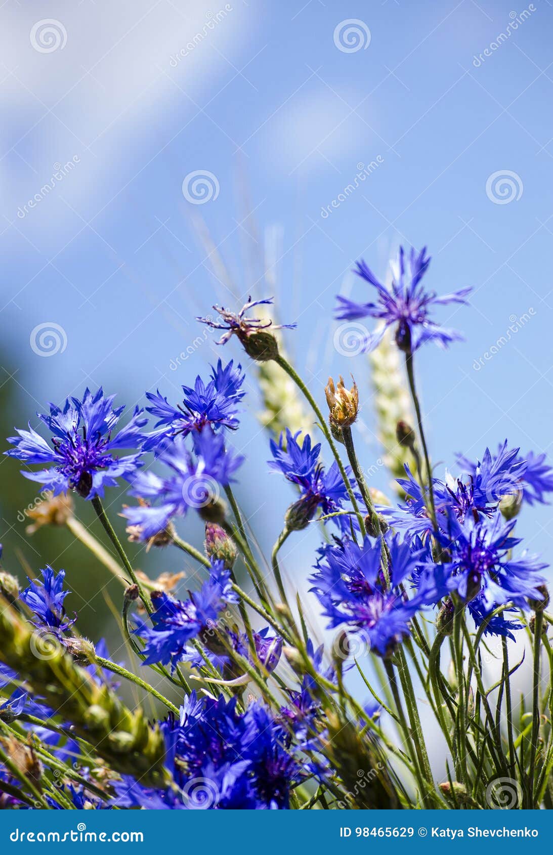 Blue flower cornflower stock image. Image of landscape - 98465629