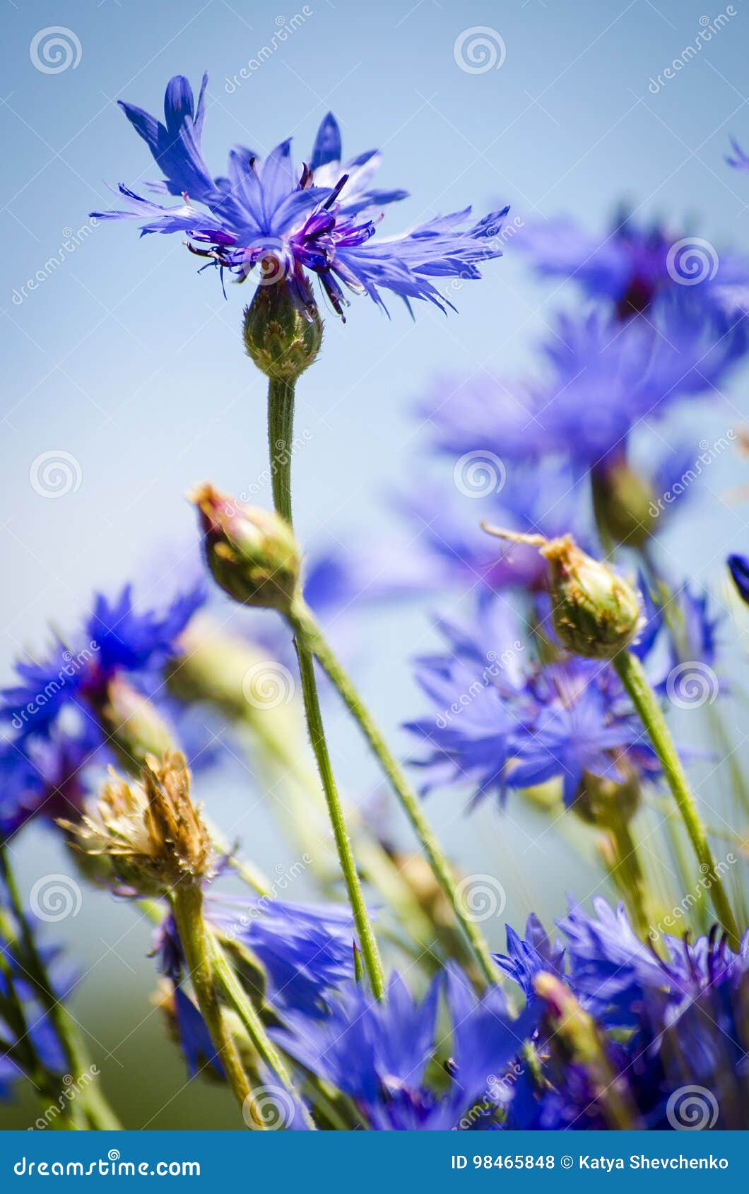 Blue flower cornflower stock photo. Image of field, green - 98465848