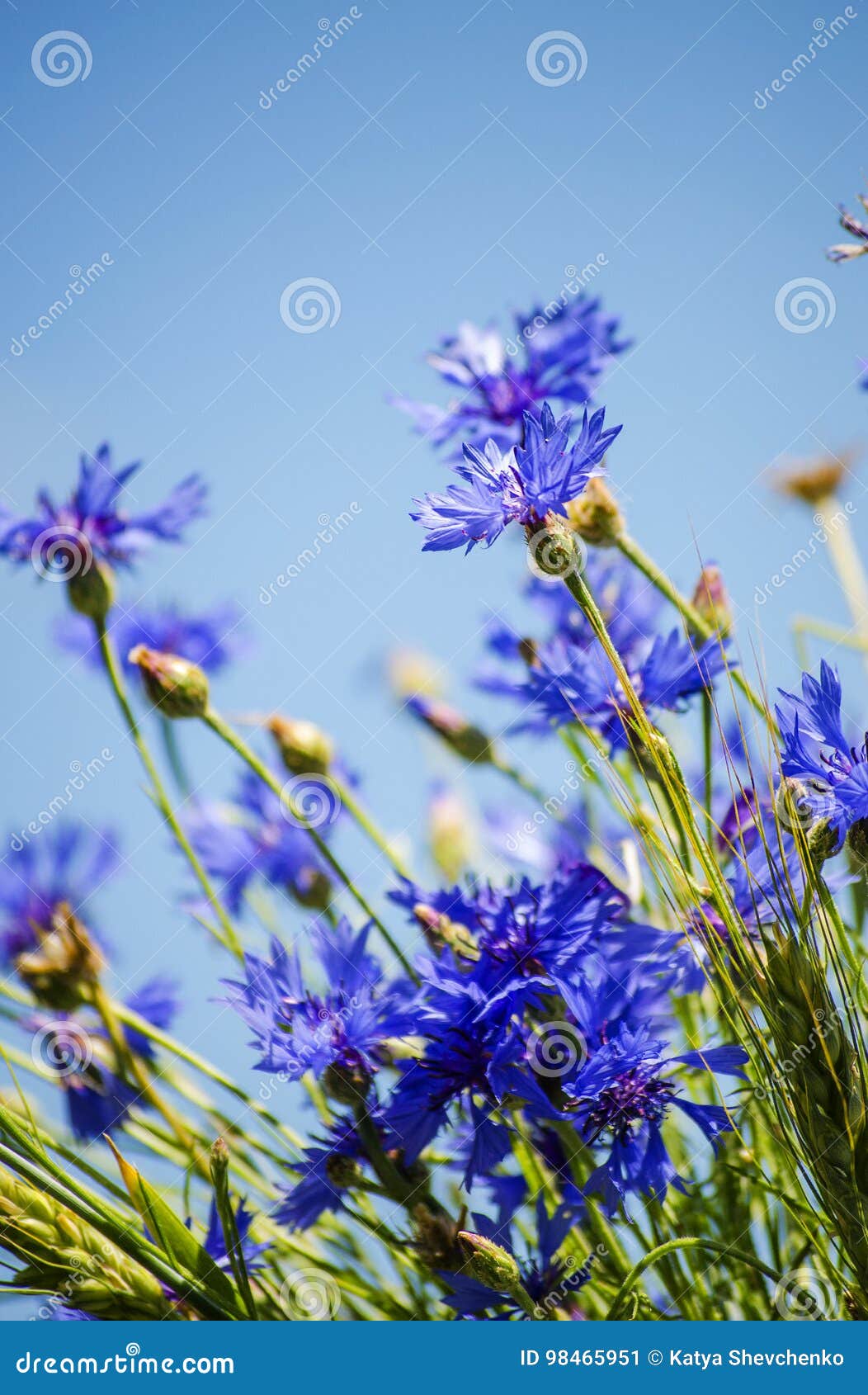 Blue flower cornflower stock image. Image of stubble - 98465951