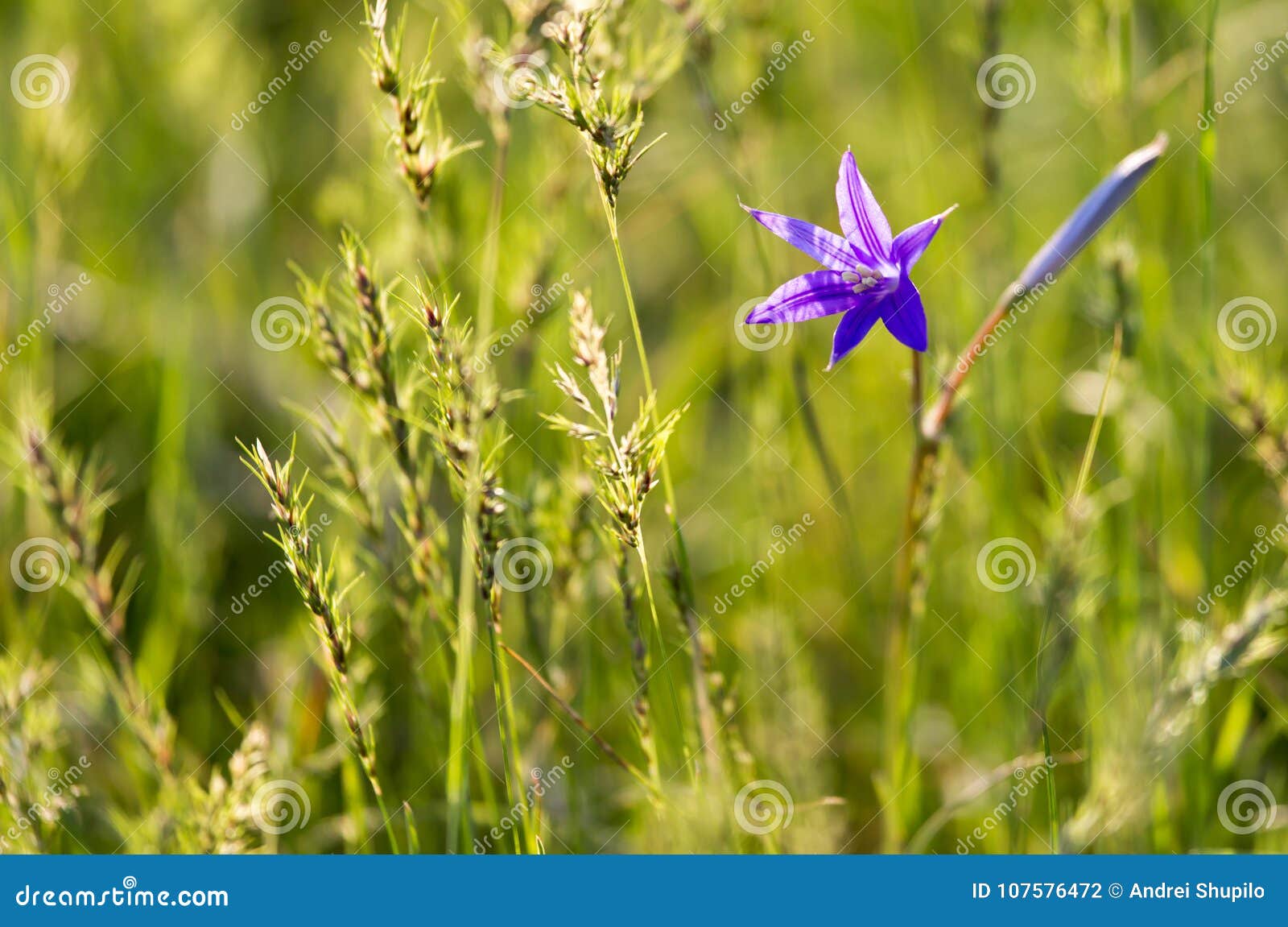 Blue Flower in the Desert in the Spring Stock Photo - Image of garden ...
