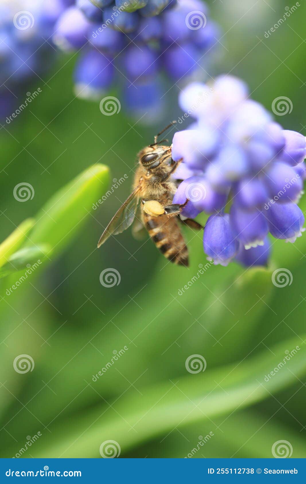 A Blue Flower with a Bee. Blue Nature Background Stock Photo - Image of ...