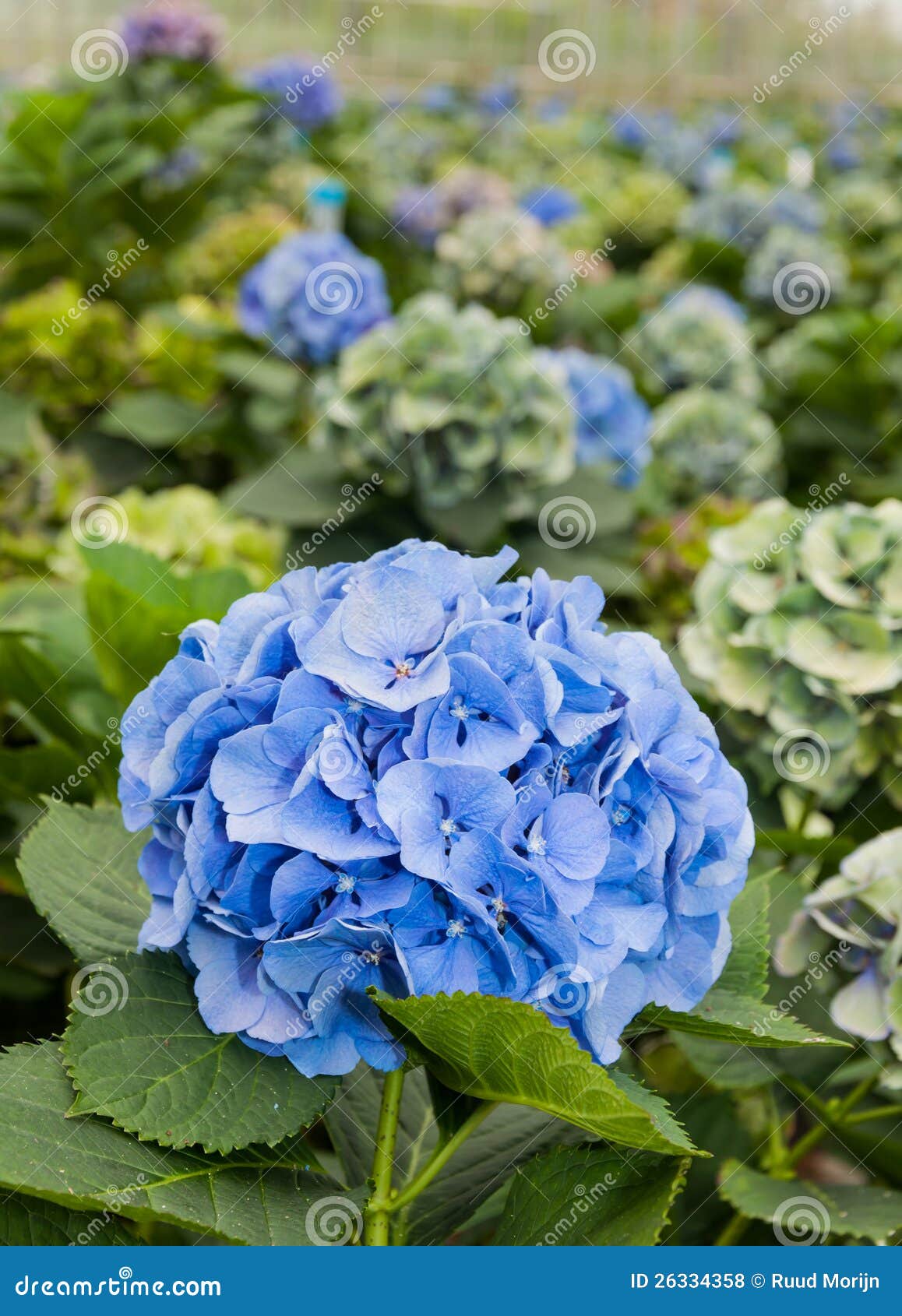 Blue Flower in a Dutch Hydrangea Nursery Stock Photo - Image of flora ...