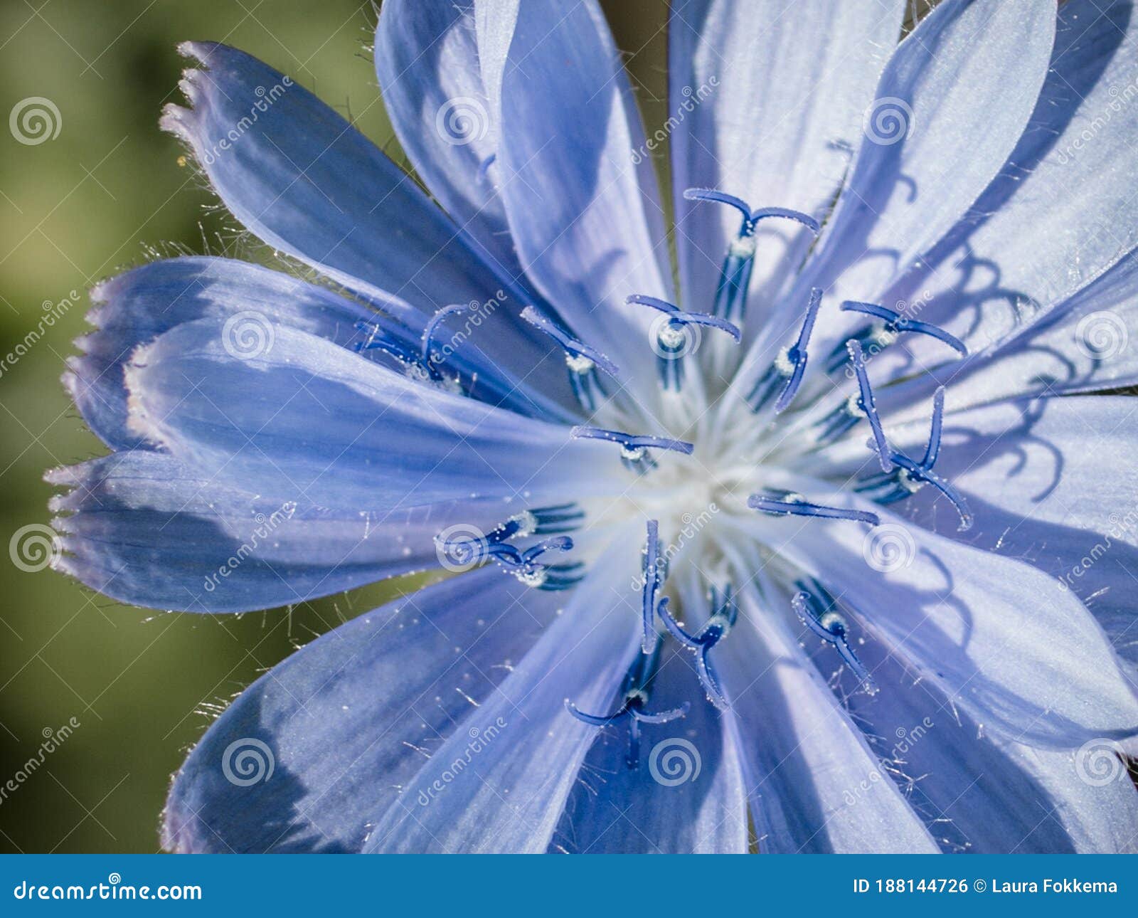 Blue Flower of endive stock photo. Image of green, growth - 188144726