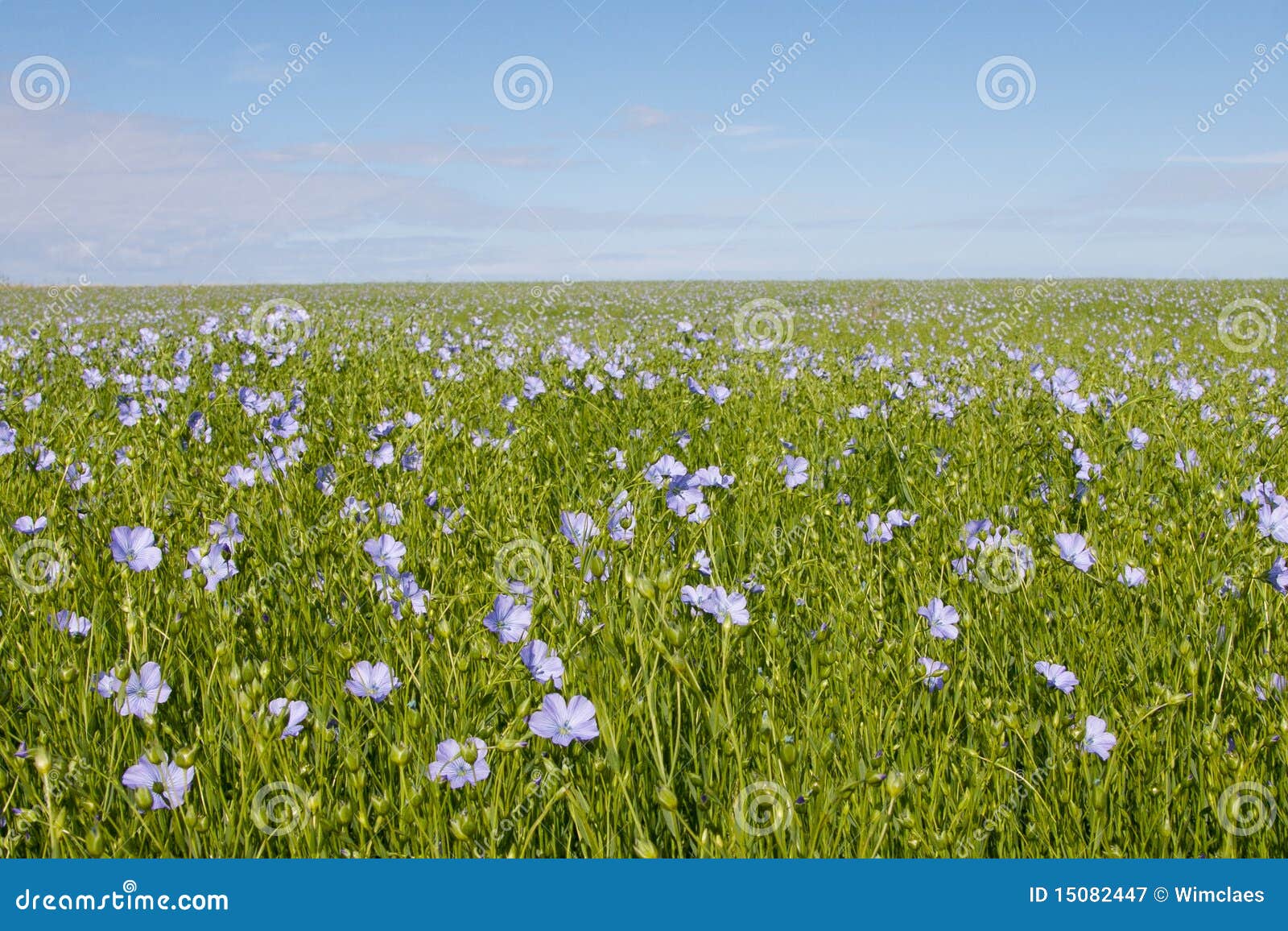 Blue flower field stock image. Image of landscape, green - 15082447