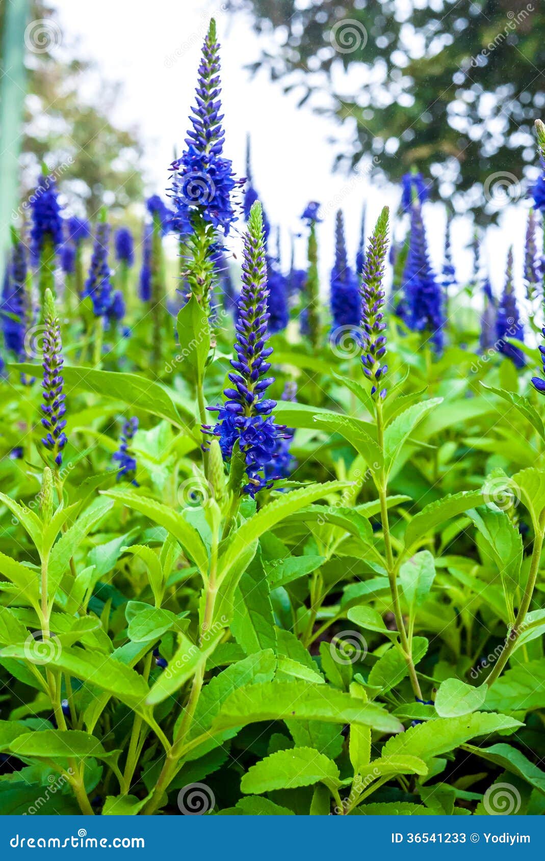 Blue flower stock image. Image of rural, idyllic, flower - 36541233