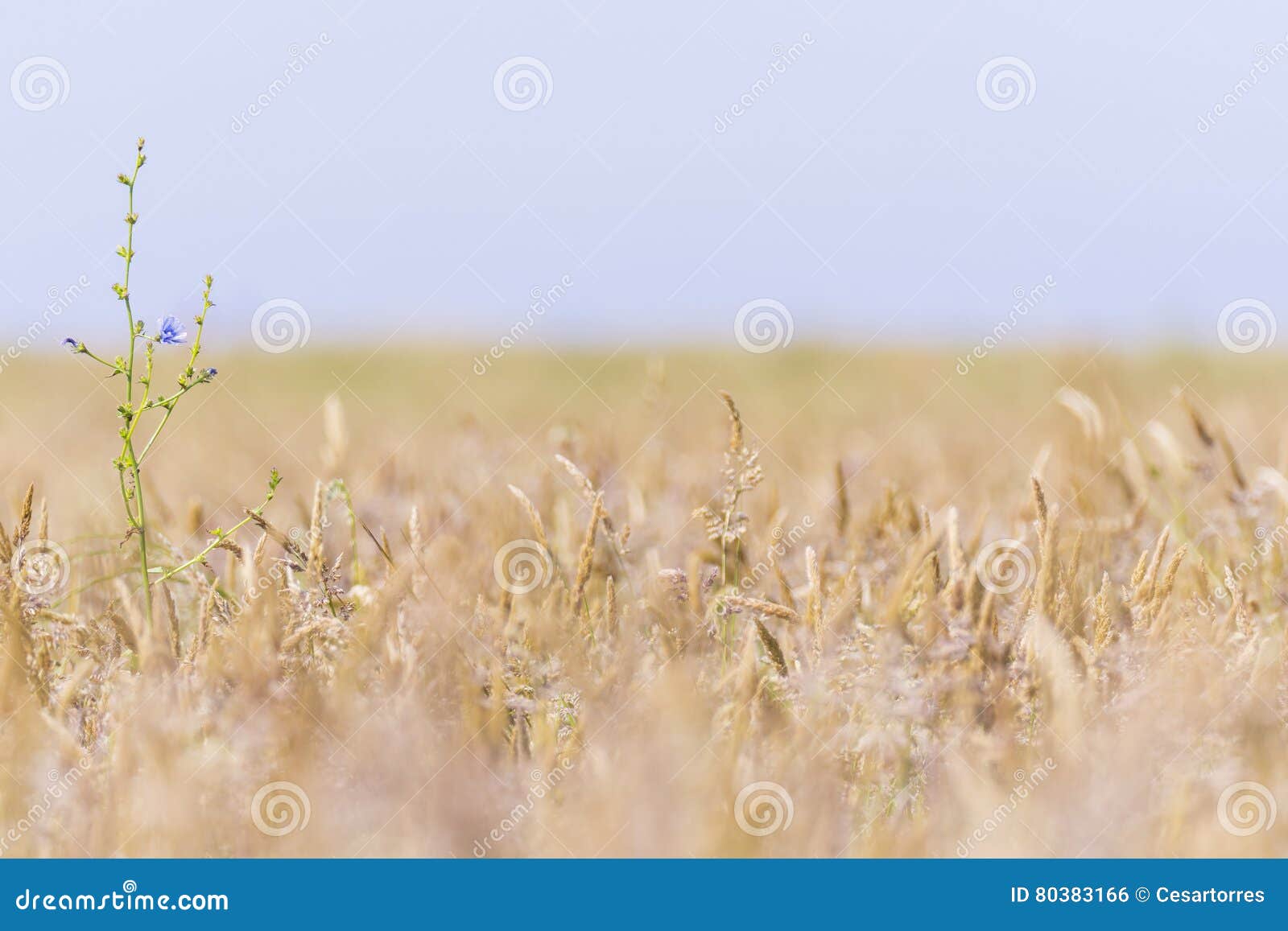 Blue flower in the field stock photo. Image of conservation - 80383166