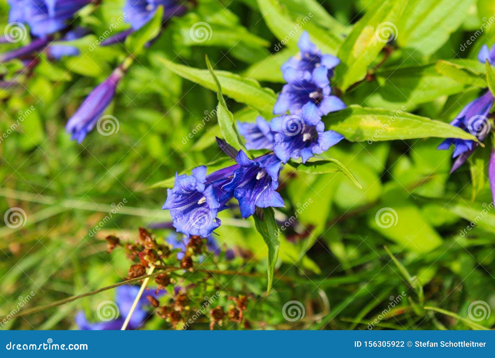 Blue Flower in the Forest at Summertime Stock Photo - Image of ...