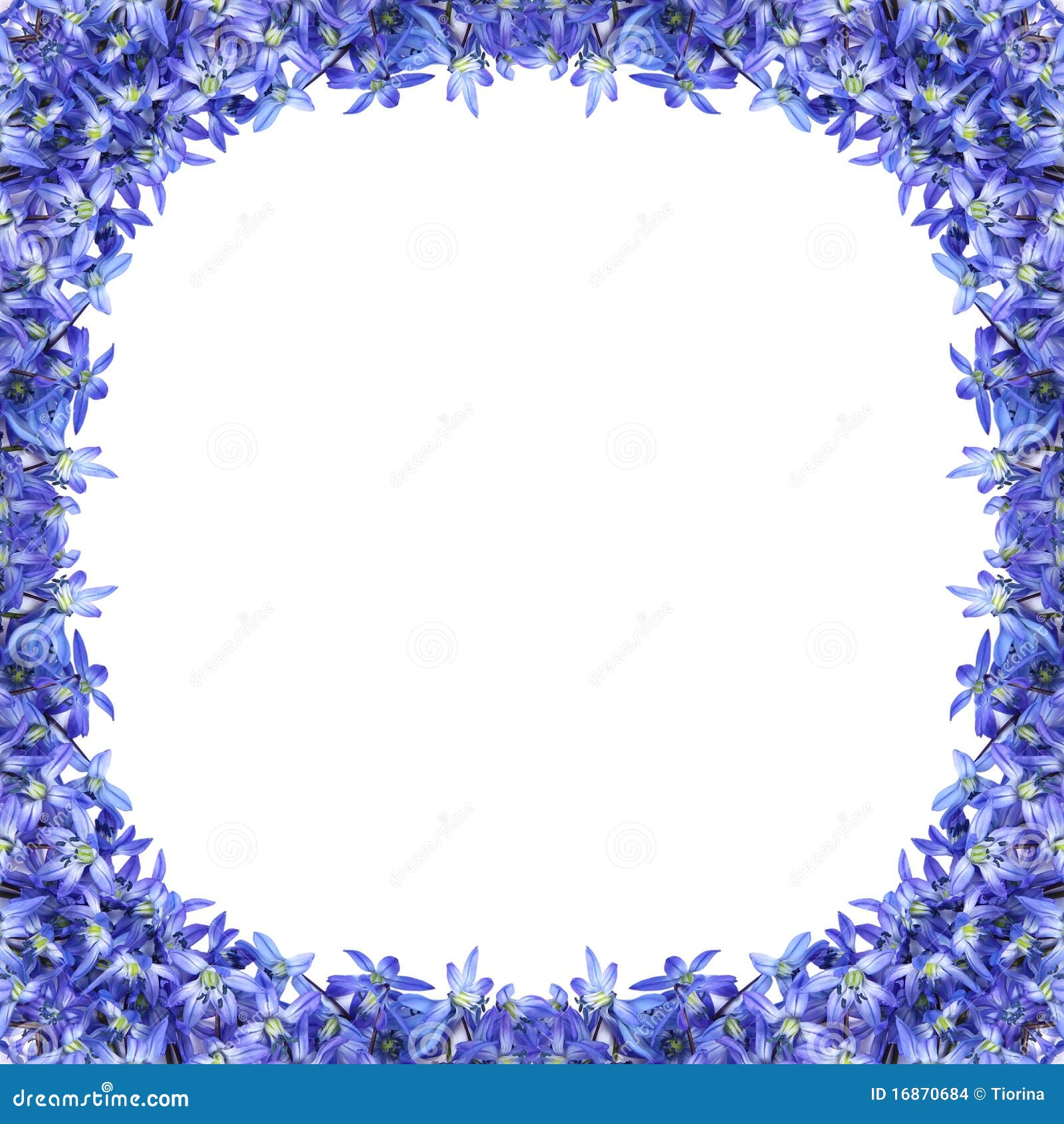 Blue flower frame stock photo. Image of blue, botany - 16870684