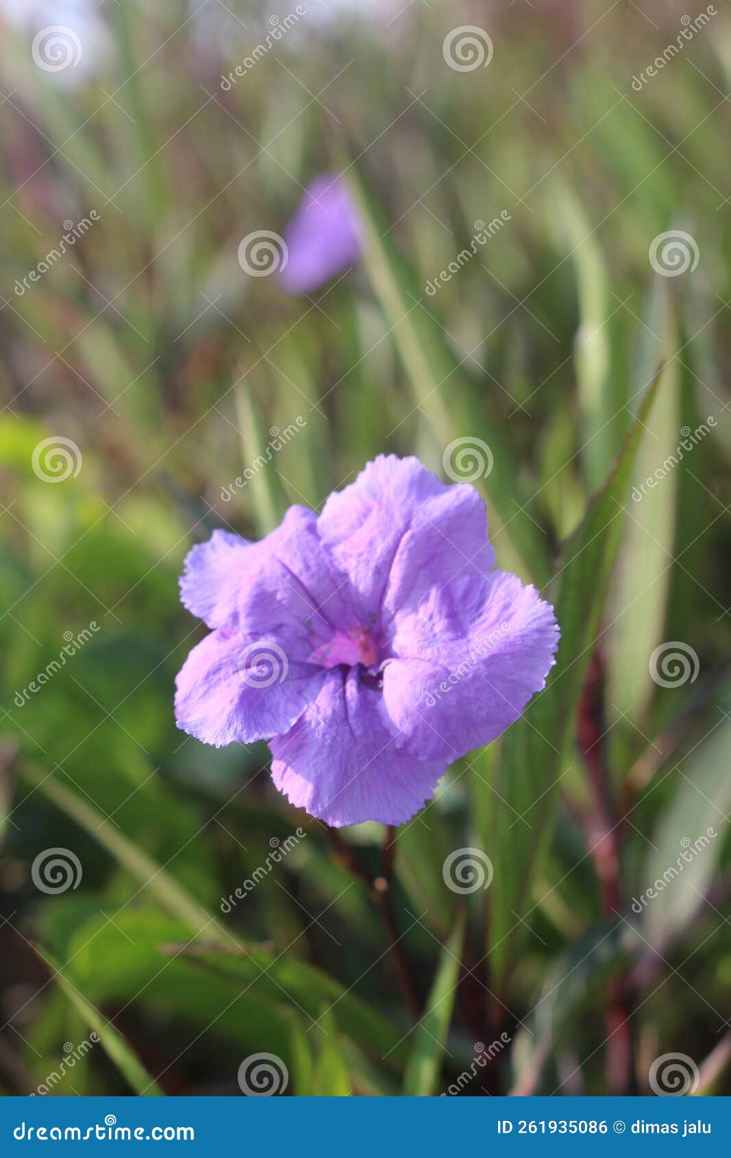 Blue Flower Garden Grass Beautiful Green Stock Photo - Image of herb ...