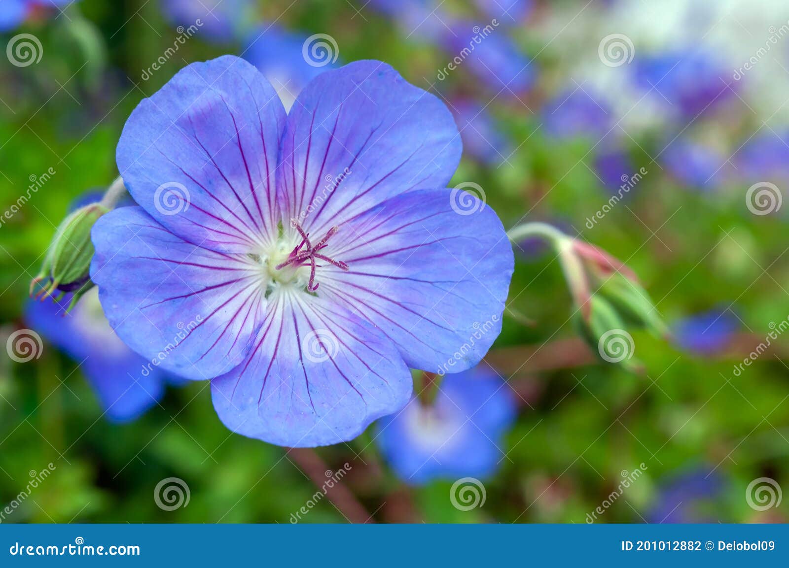 Flower Of The Geranium Species Geranium Wallichianum Royalty-Free Stock ...